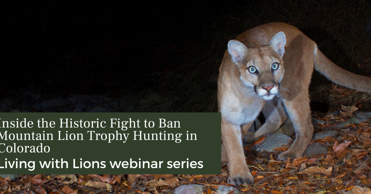 Mountain Lion Foundation - Living with Lions Webinar - Inside the ...