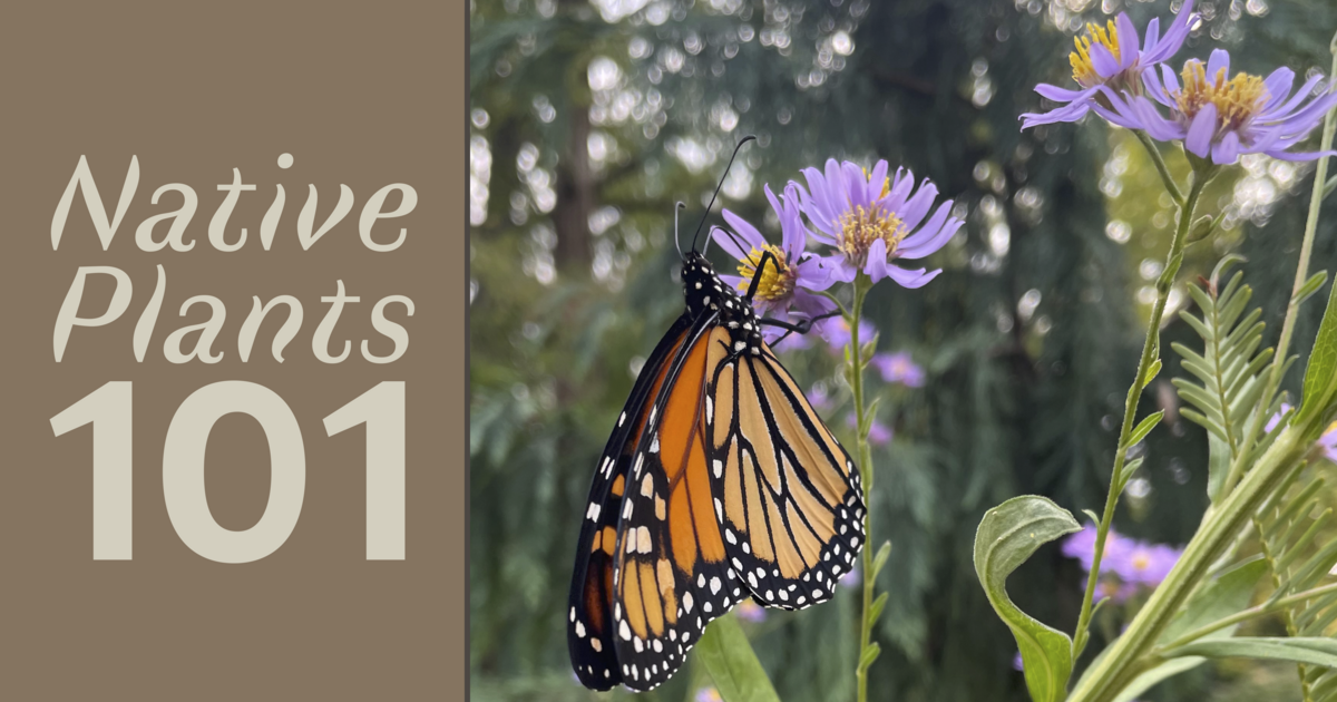 Civic Garden Center of Greater Cincinnati - Native Plants 101