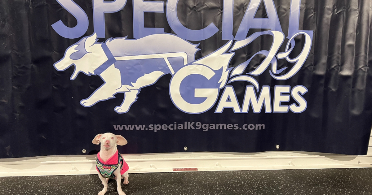 Piglet International Inc - Piglet Meet and Greet at The Special K9 ...