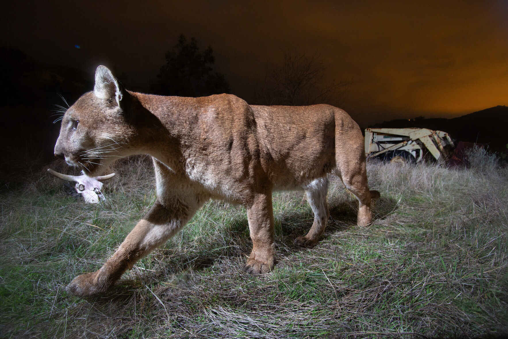 Mountain Lion Foundation - All about Colorado's Lion