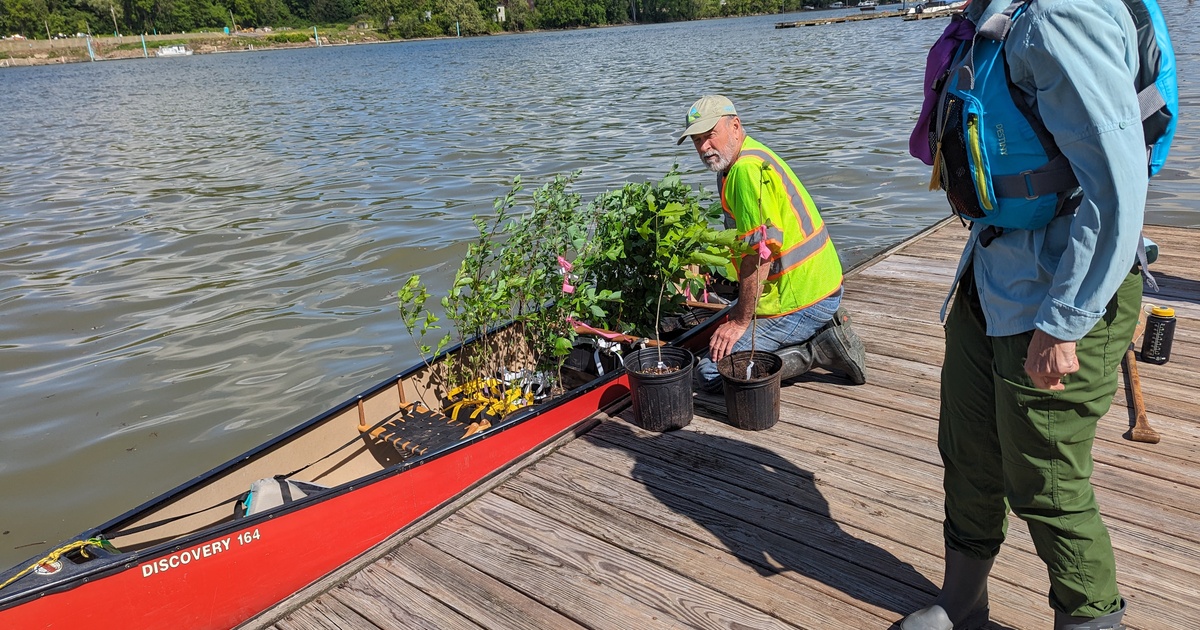 Allegheny Land Trust - Sycamore Island Tree Planting