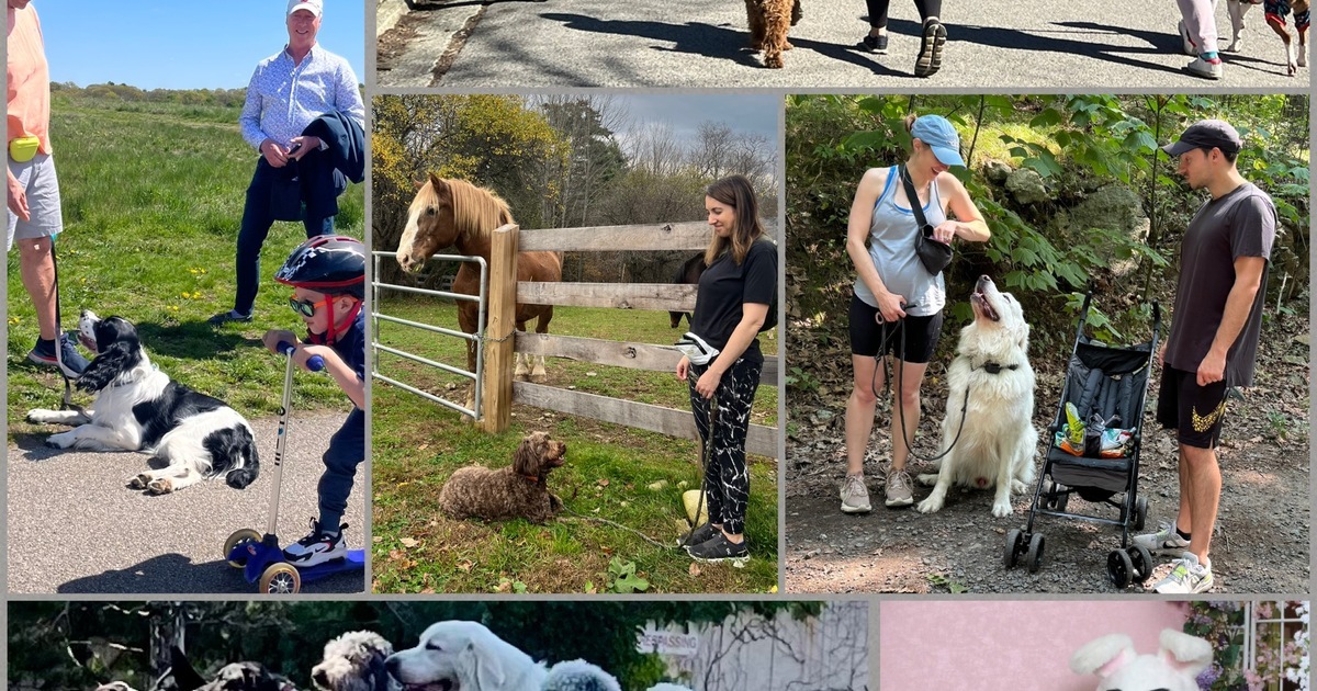 Tomten Farm and Sanctuary of New Hampshire - Sit! Stand! Down! Stay ...