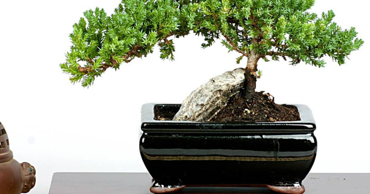Roots and Branches Inc - Bonsai with Melody Orban