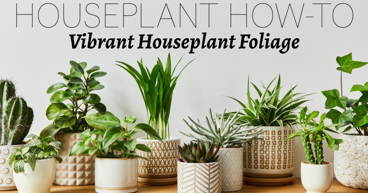Civic Garden Center of Greater Cincinnati - Houseplant How-To: Vibrant ...