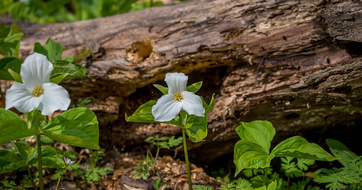 Allegheny Land Trust - 50+ Walking Series with AARP: Wildflowers and ...