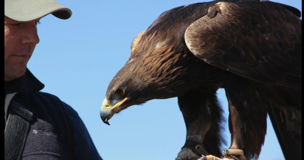 Entrada Institute - Falconry Demonstration with Daryl Peterson has been ...