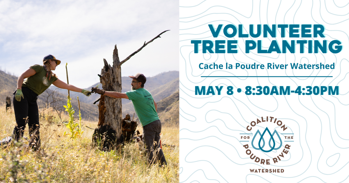 COALITION FOR THE POUDRE RIVER WATERSHED - Volunteer Tree Planting - May 8