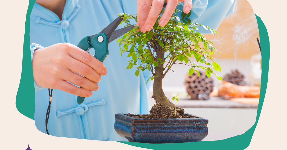HUMANE SOCIETY OF WALDEN INC - Bonsai Tree Trim Workshop