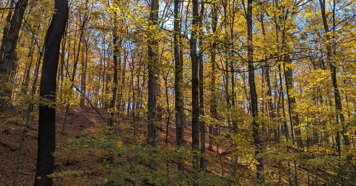 Allegheny Land Trust - Hickory Hill- Trash Cleanup