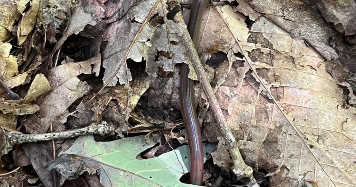 Allegheny Land Trust - Invasive Species of PA
