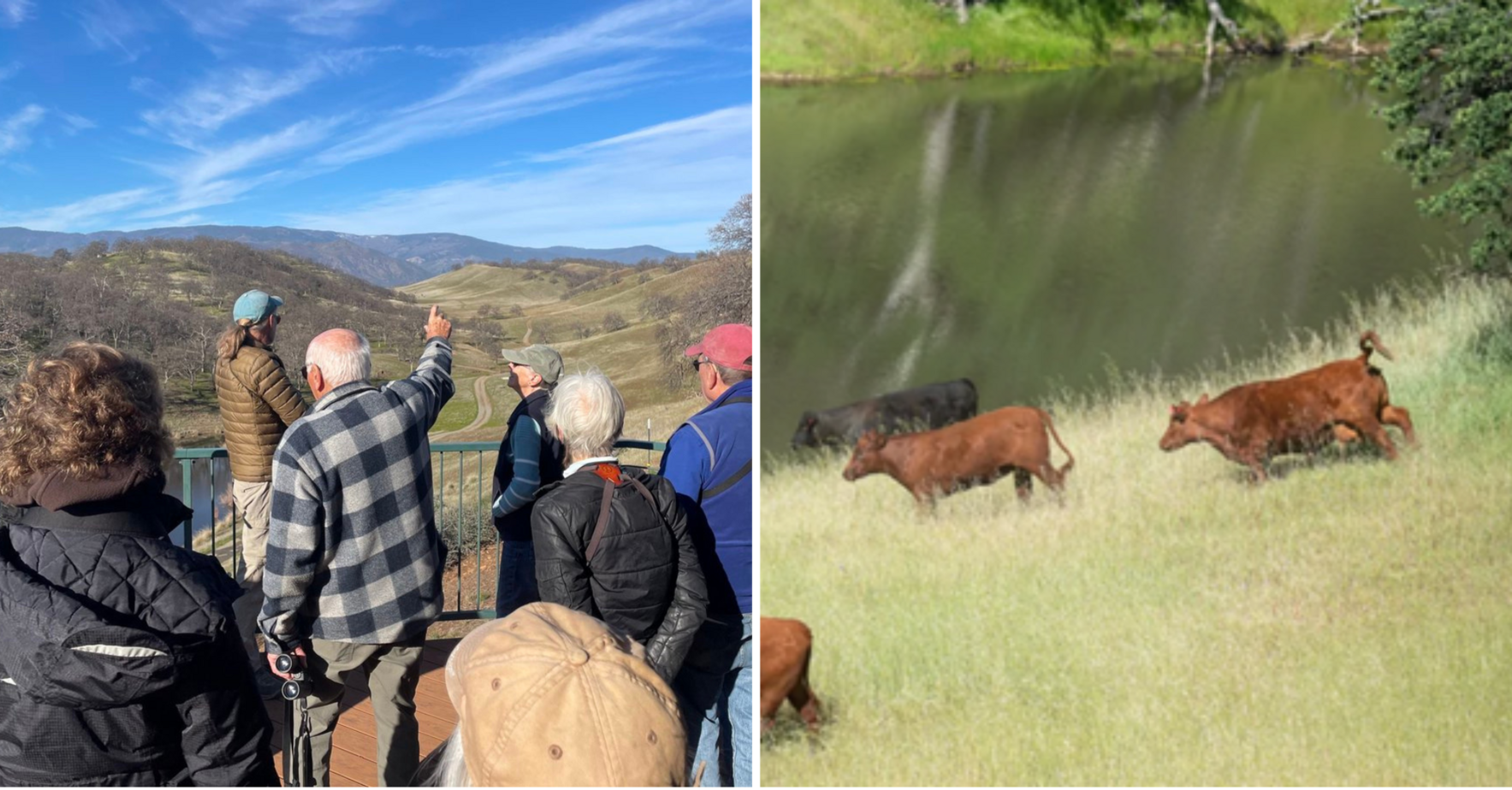 Northern California Regional Land Trust - Birding, Blue Oaks and Lunch ...