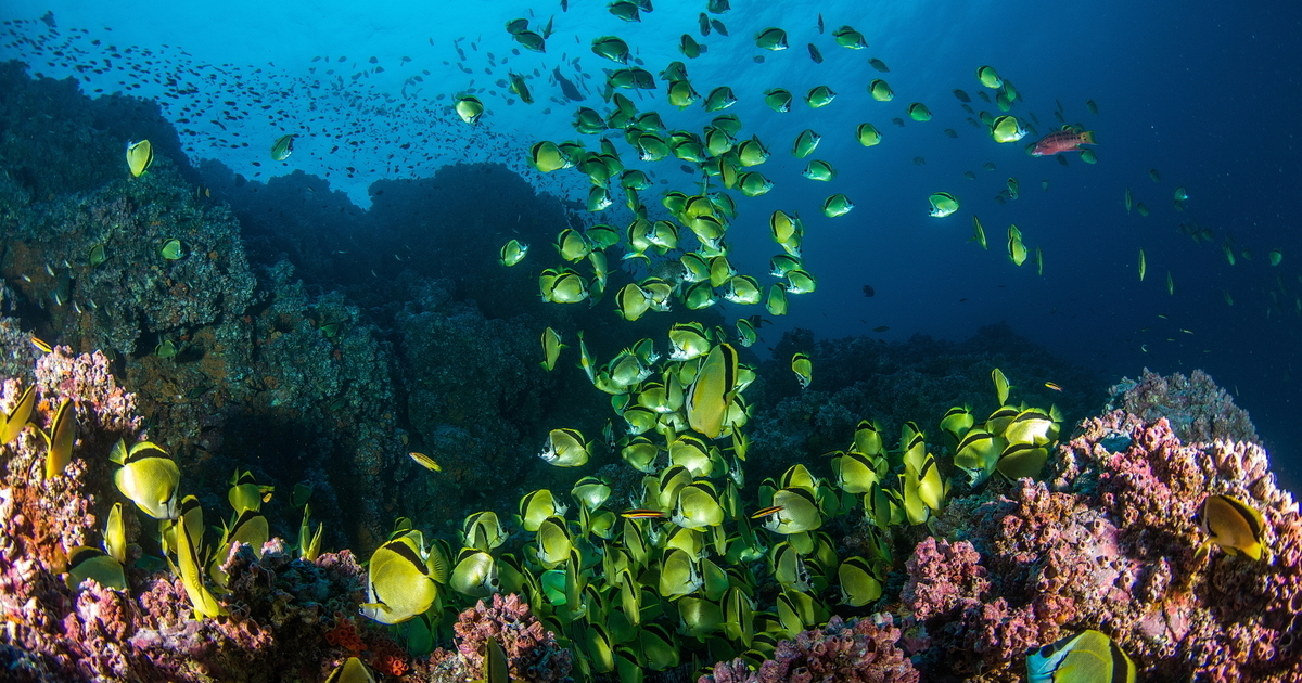 MARINE CONSERVATION INSTITUTE - Atlas of Marine Protection