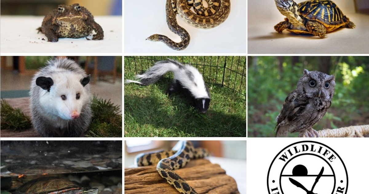 Wildlife in Need Center - Education Program Payment