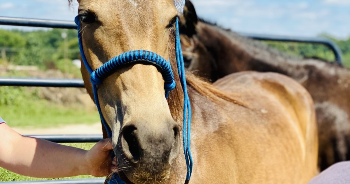 Rocking R Ranch and Rescue Inc. - Main Giving Page