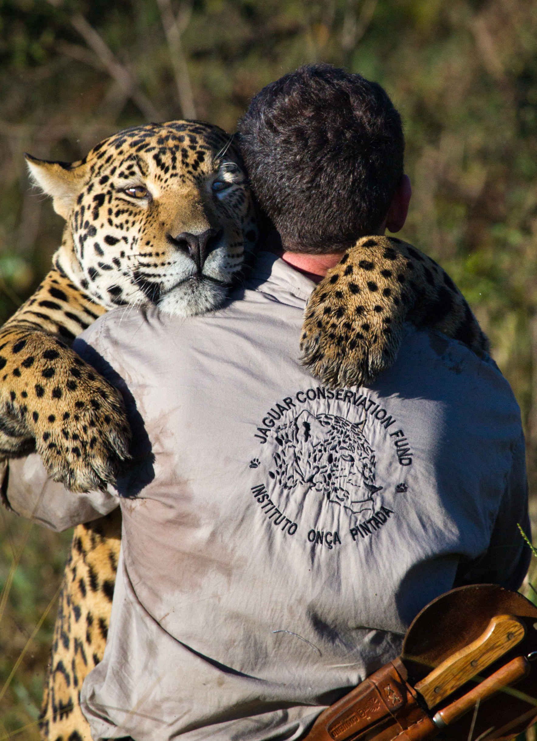 Jaguar Conservation Fund - JOING US ON JAGUAR CONSERVATION