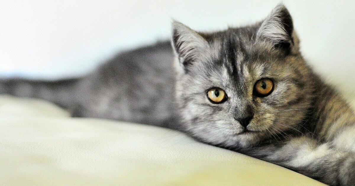 Community Spay Neuter Clinic - Spay It Forward