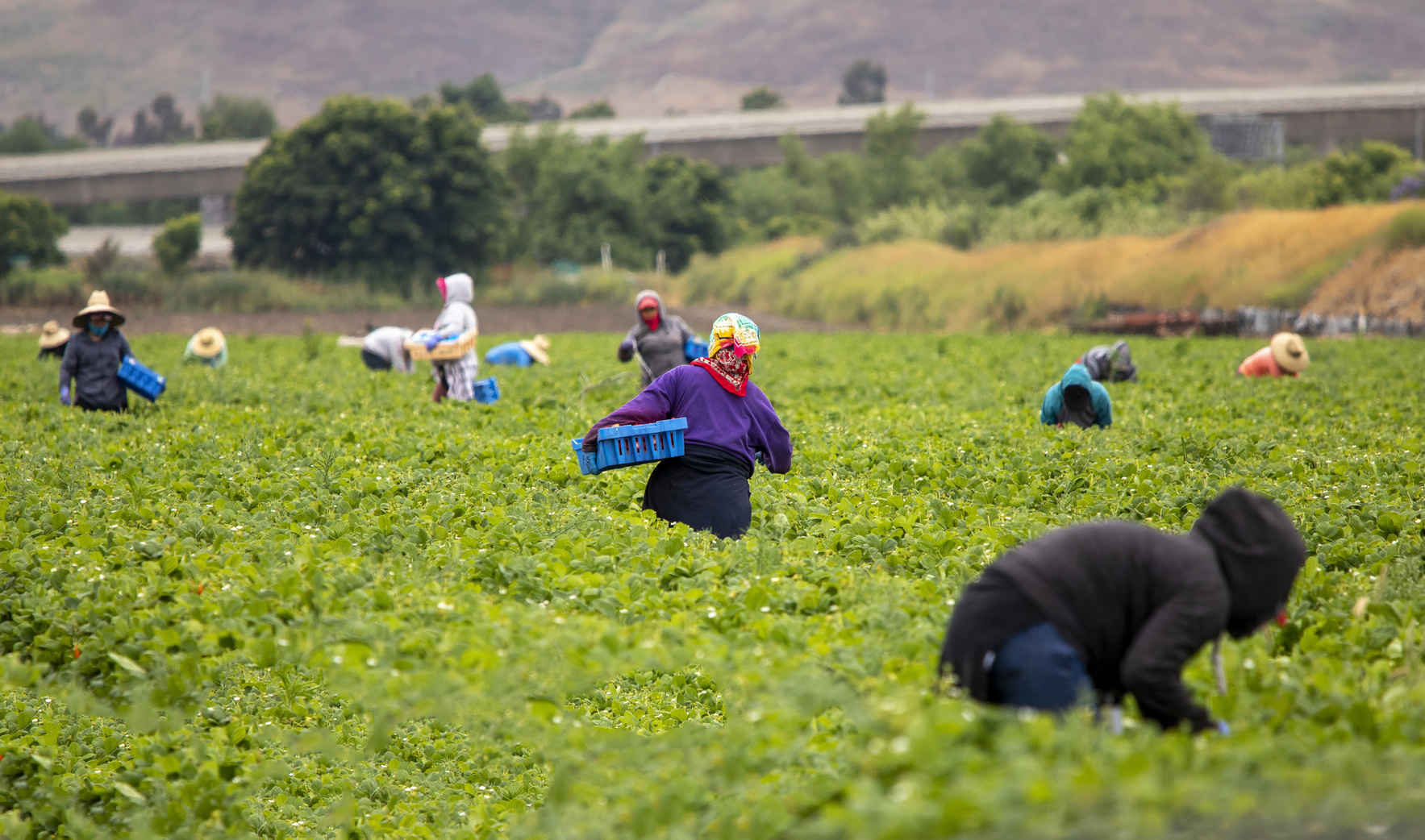 National Farm Worker Ministry - Giving Tuesday