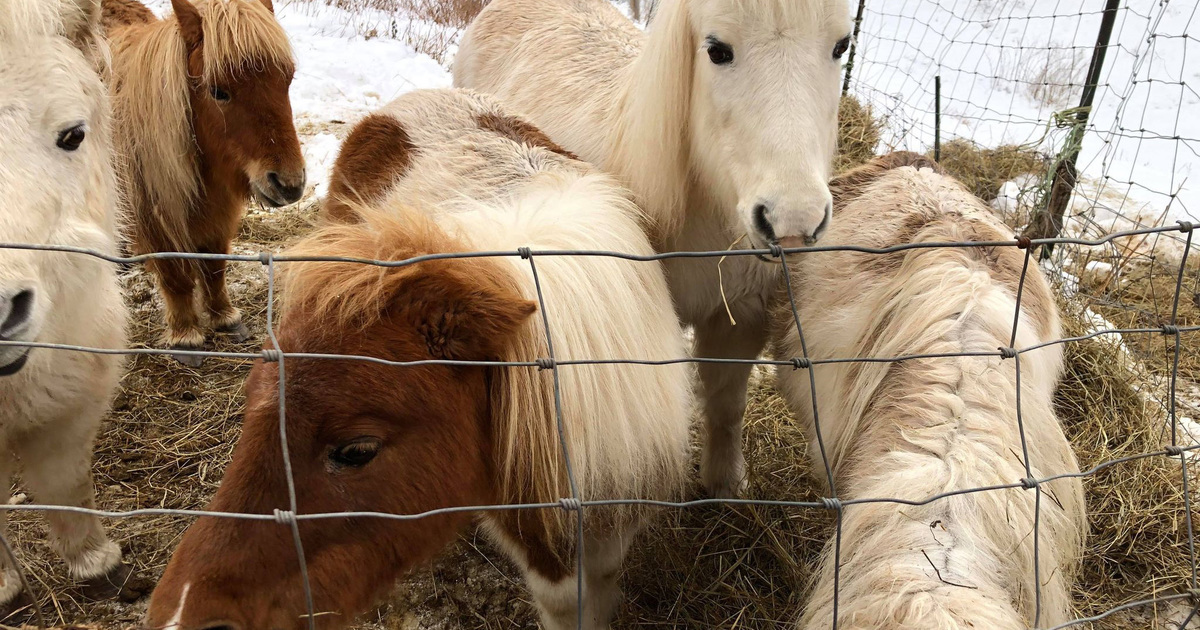 Rosemary Farm Sanctuary Inc. - A Holiday Miracle Save