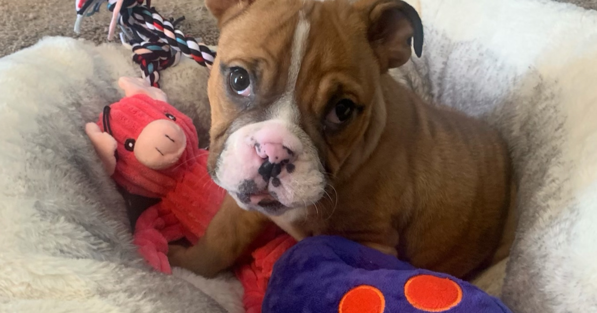 4 Paws 4 Life Rescue - Helping pets with special needs!