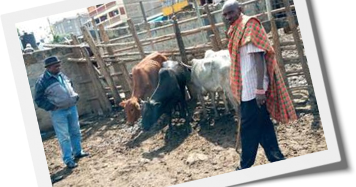 Ageno Foundation International Incorporated - Cows for Maasai Tribe in ...