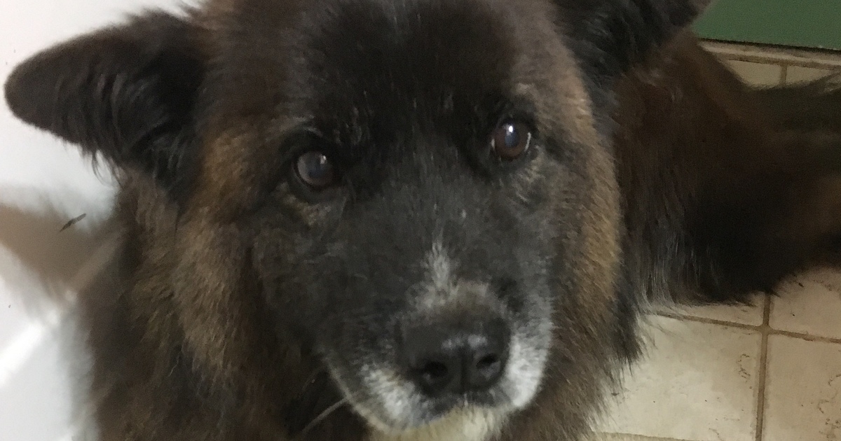 Speak for Animals - The Pickle Fund - veterinary care for pets in a pickle