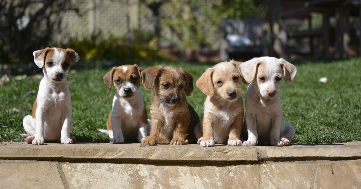 Milo Foundation - General Donations