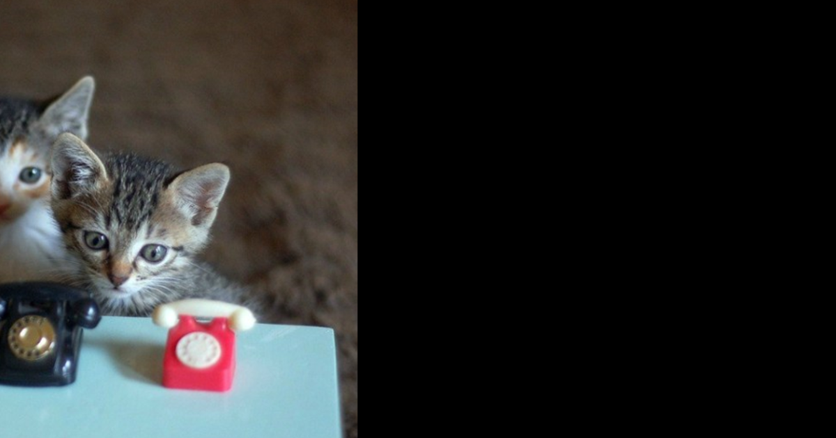 Save Our Cats and Kittens Inc - Top Hats & Tails Sponsorship