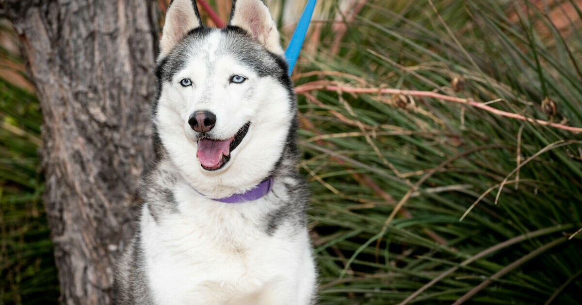 Siberian Husky Rescue of New Mexico - Spring 2022 Huskies in Need