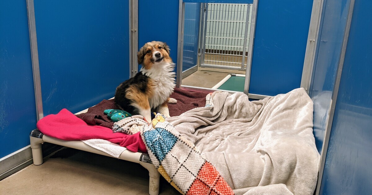 High Country Humane - Kennel Keepers