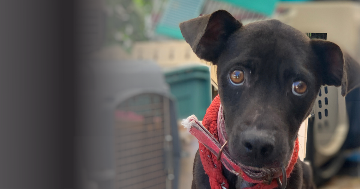 BADASS ANIMAL RESCUE INC - US Virgin Islands - July 2021