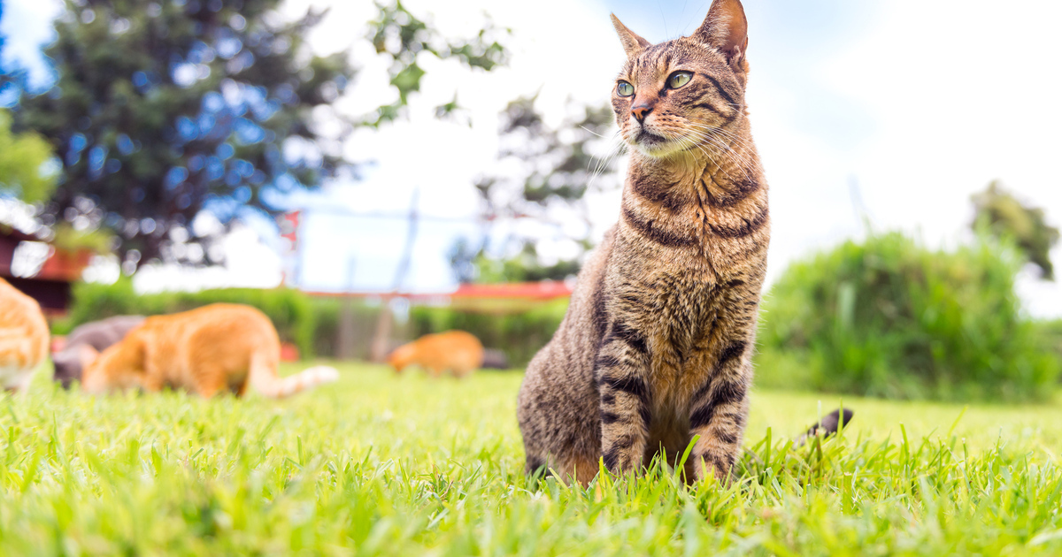 LANAI CAT SANCTUARY - Sponsor a Cat at Sanctuary