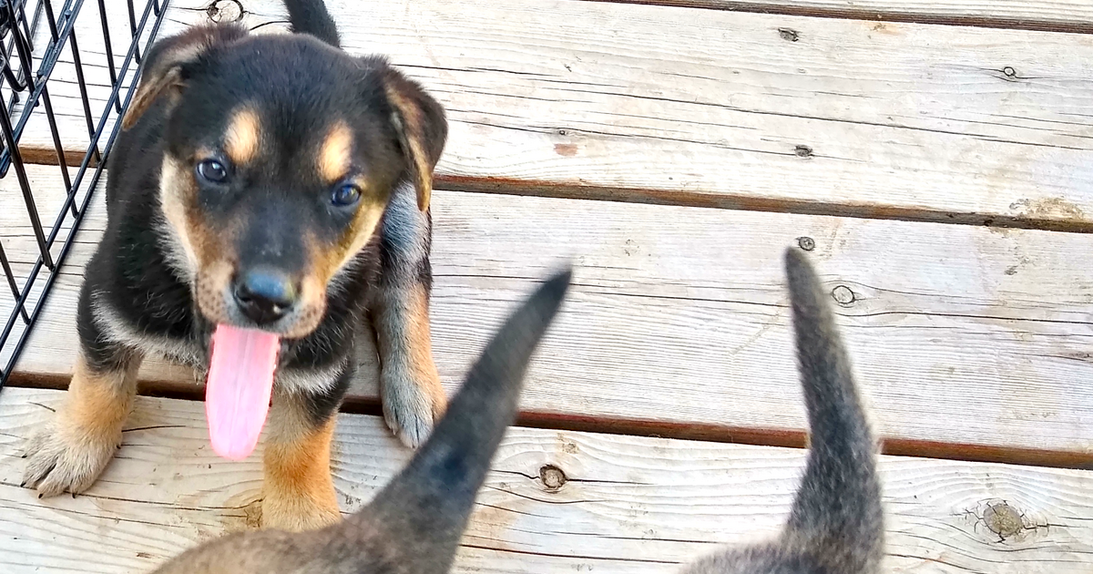 Rescue Ranch - Puppy Adoption