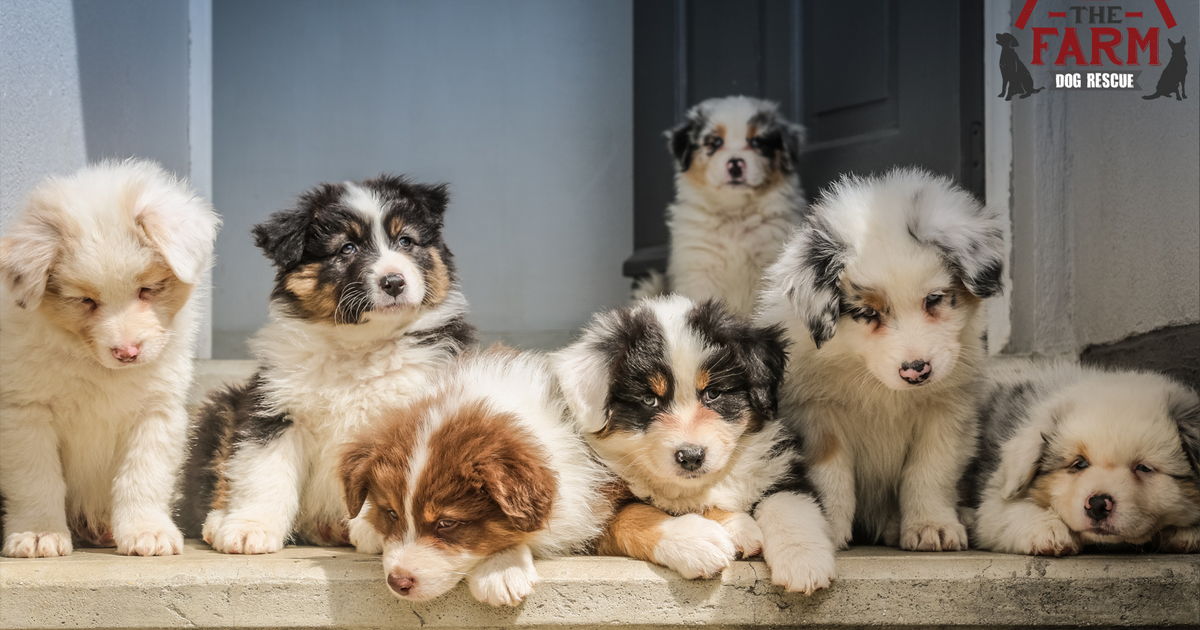 The Farm Dog Rescue - Medical Fund