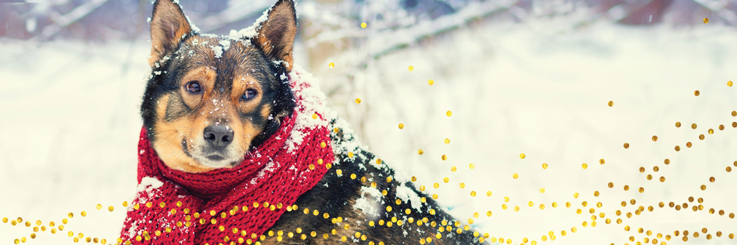 Animal Care PA Season Of Giving 2021