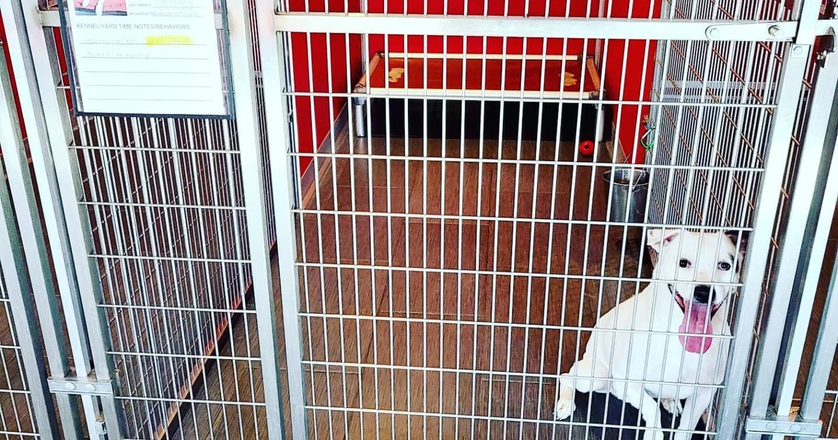 ROCKSTAR CANINE RESCUE & SANCTUARY - Rockstar Rescue's 2022 Funding