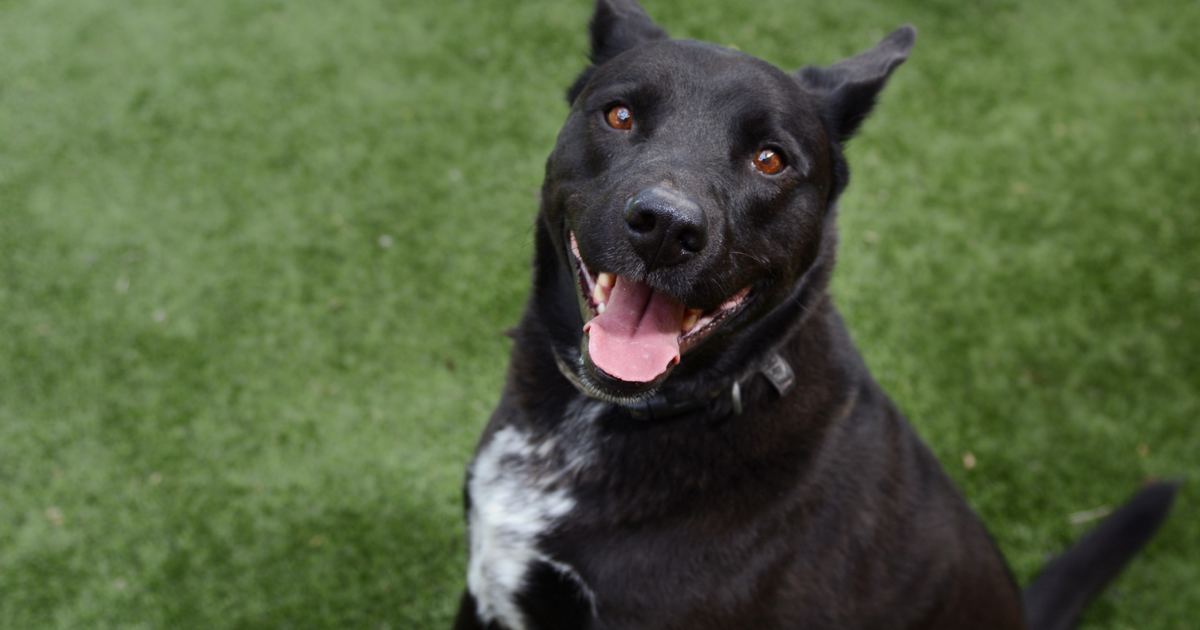 High Country Humane - Giving Tuesday 2021!