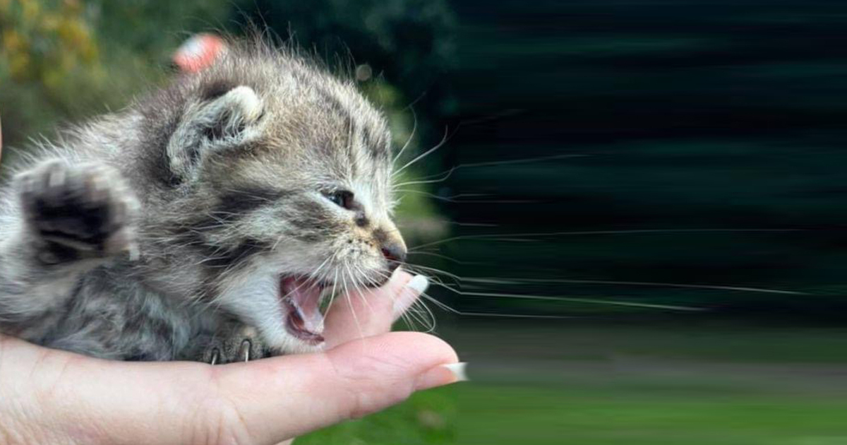 Guardians of Rescue Inc. - Together We Save Them - Kittens