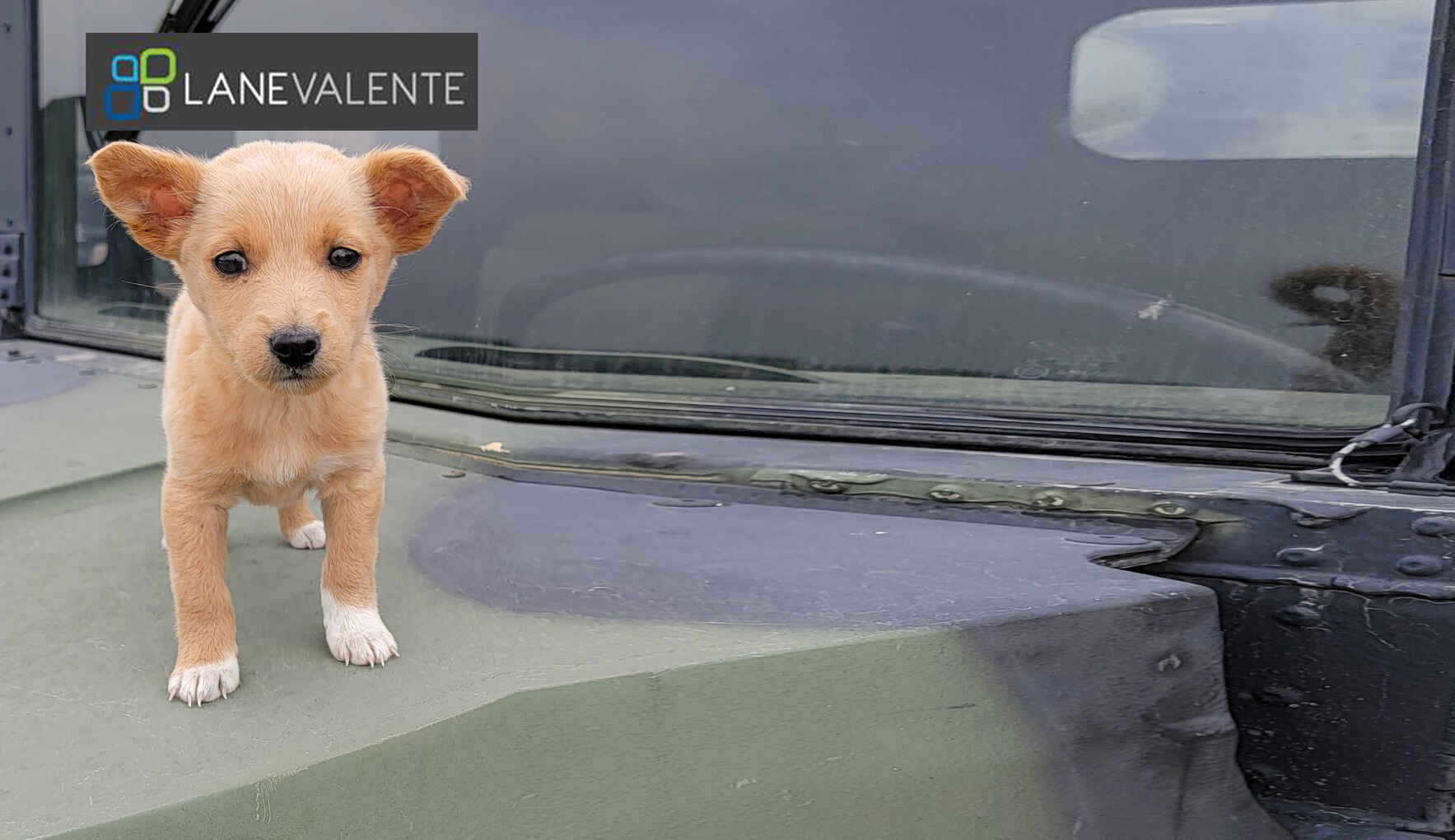 PAWS OF WAR INC - Lane Valente Industries Fundraiser for Paws of War