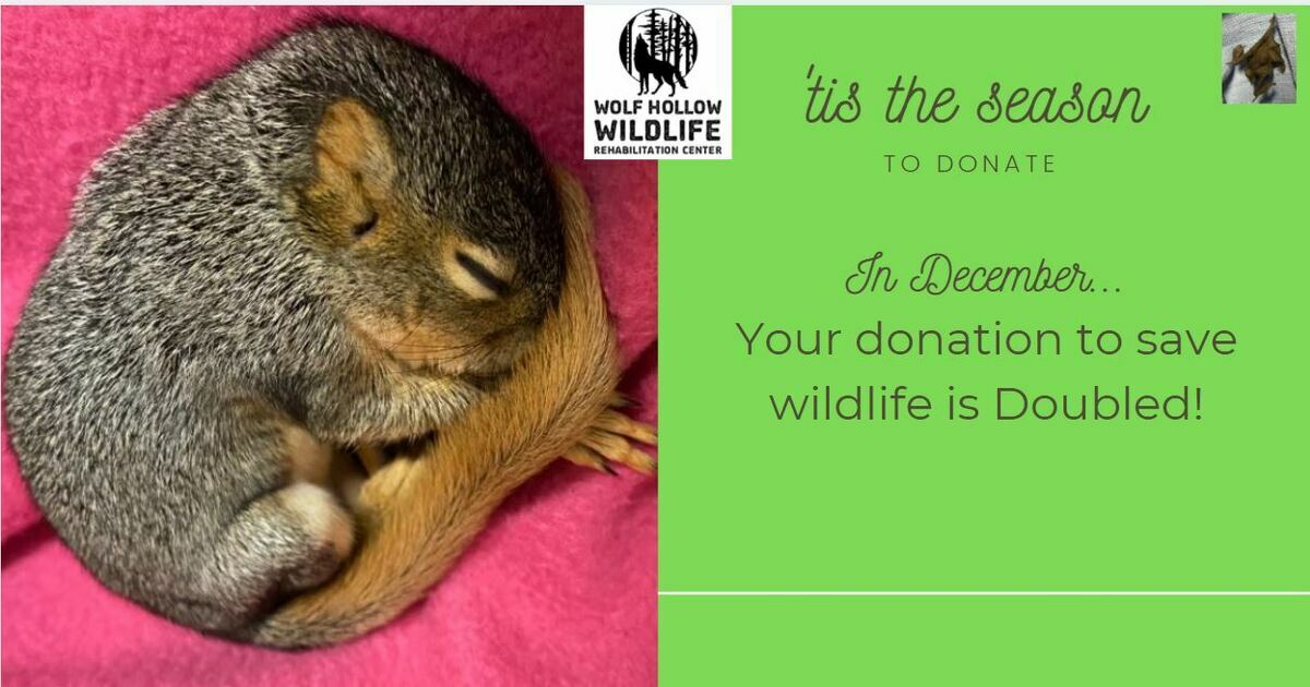 WOLF HOLLOW WILDLIFE REHABILITATION CENTRE - Donations Doubled in ...