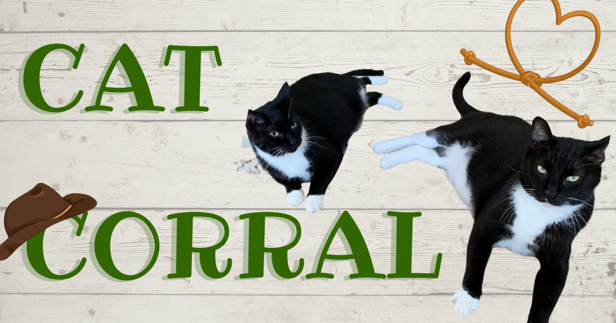 Last Chance Animal Rescue Fund - The Cat Corral
