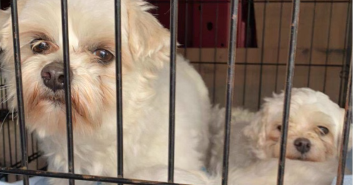 4 Paws 4 Life Rescue - A Taste of Freedom