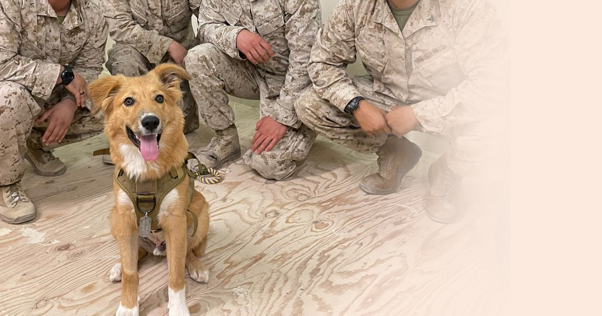 PAWS OF WAR INC - Help Reunite Musket With His US-Soldier