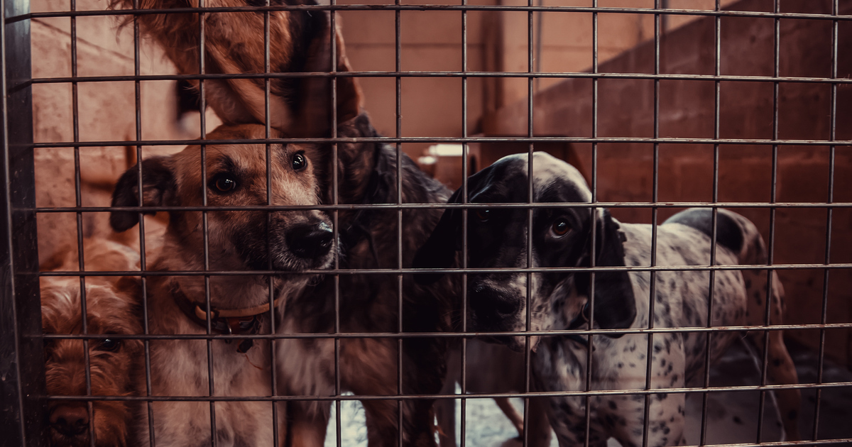 WOUNDED PAW PROJECT - Animal Abuse Awareness Month