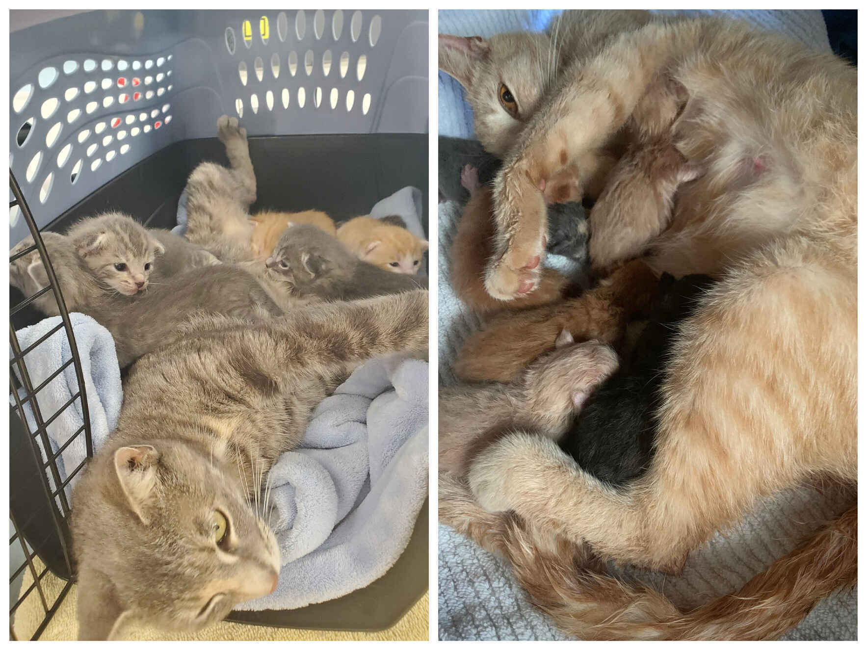 Save Our Cats and Kittens Inc - 2022 Shiver & Ember ~ Mom and Daughter ...