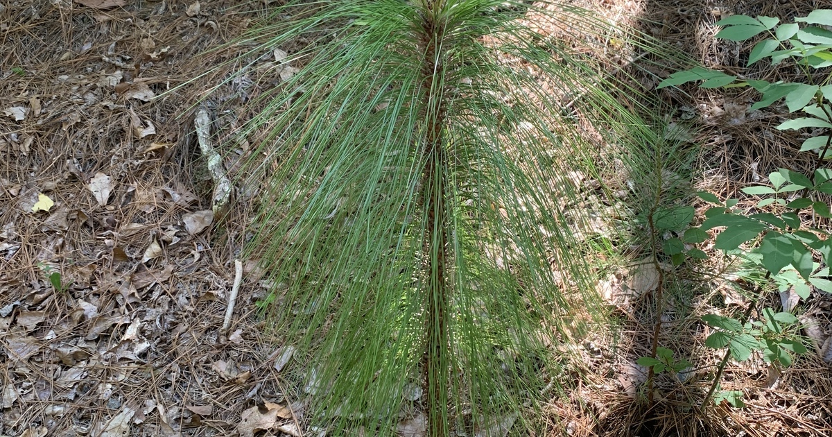 SOUTHEASTERN TRUST FOR PARKS AND LAND INC - Help SE Trust plant 200,000 ...