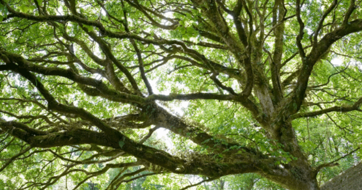 The Buttonwood Tree Performing Arts Center Inc - Buttonwood Tree Branch ...