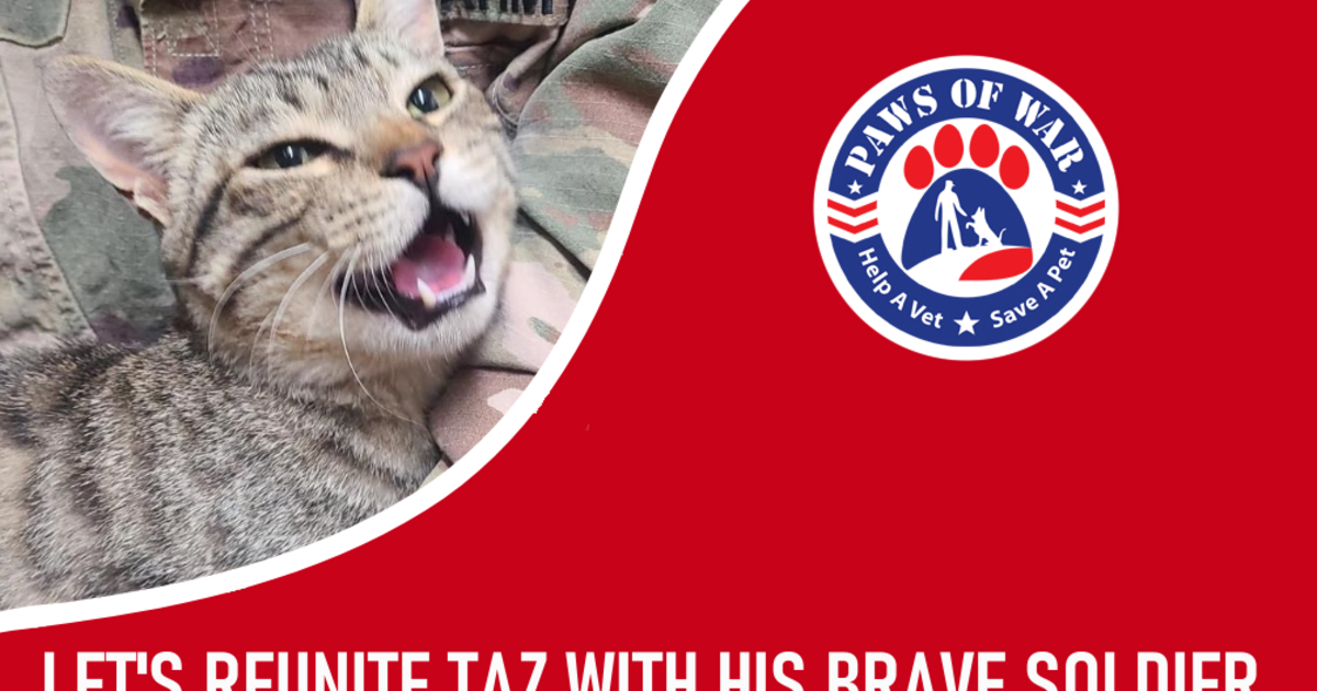 PAWS OF WAR INC - Saving Taz the Cat