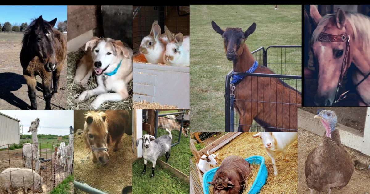 Glory Bound Rescue Ranch - Donations