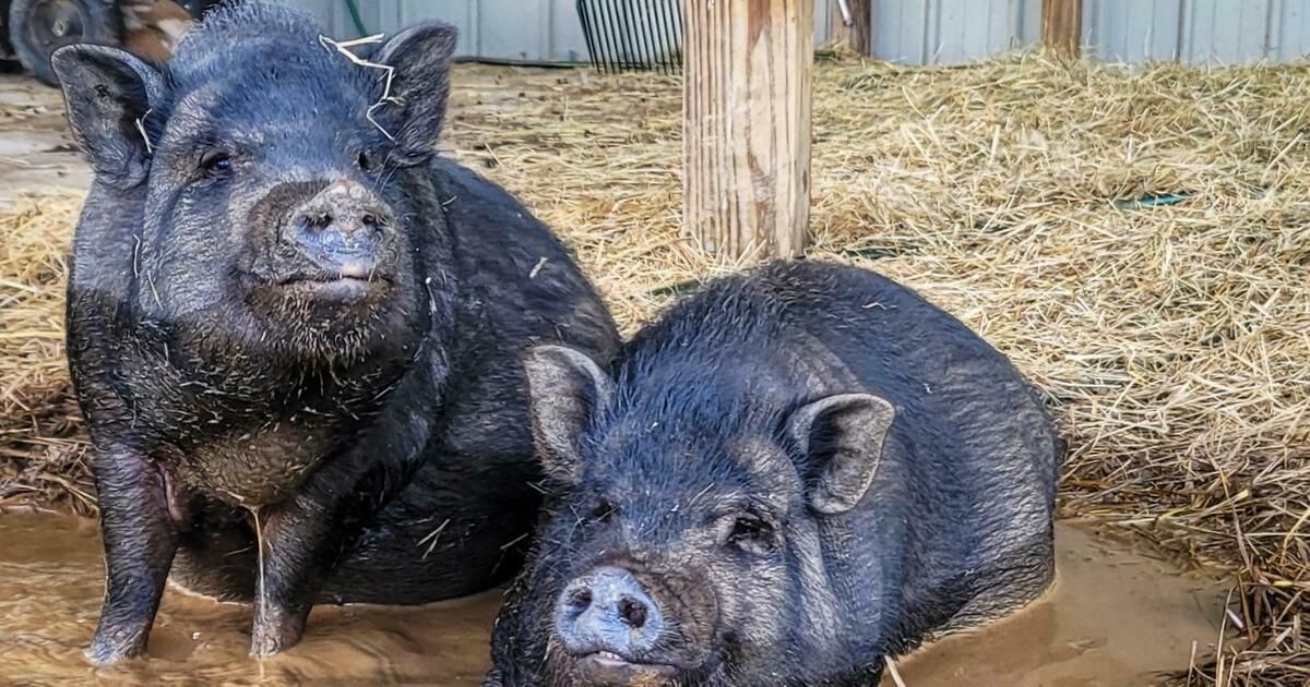 Magnolia Harbor Carefarm - Support a Pig!