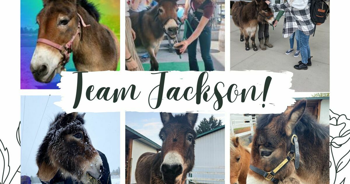 ANIMALS AS NATURAL THERAPY - Jackson